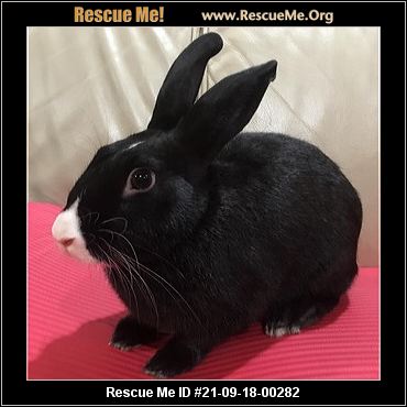 - Florida Rabbit Rescue - ADOPTIONS - Rescue Me!