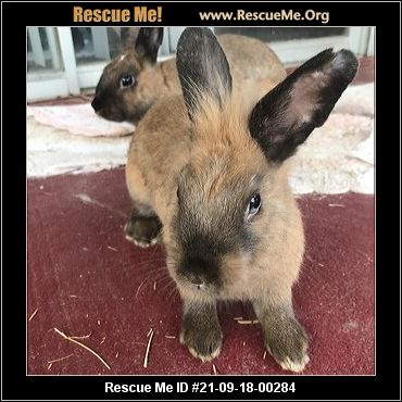 - Florida Rabbit Rescue - ADOPTIONS - Rescue Me!