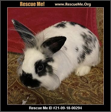 - Florida Rabbit Rescue - ADOPTIONS - Rescue Me!