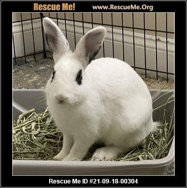 - Florida Rabbit Rescue - ADOPTIONS - Rescue Me!