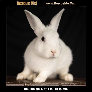 - Florida Rabbit Rescue - ADOPTIONS - Rescue Me!