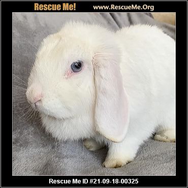 - Florida Rabbit Rescue - ADOPTIONS - Rescue Me!