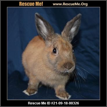 - Florida Rabbit Rescue - ADOPTIONS - Rescue Me!
