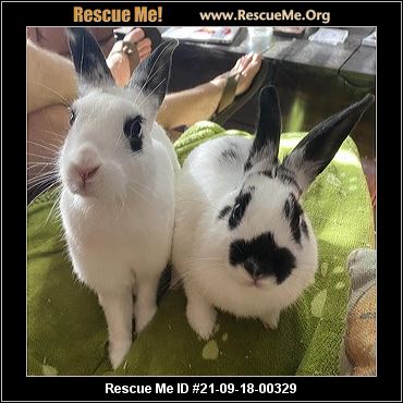 - Florida Rabbit Rescue - ADOPTIONS - Rescue Me!