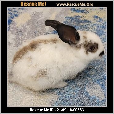 - Florida Rabbit Rescue - ADOPTIONS - Rescue Me!