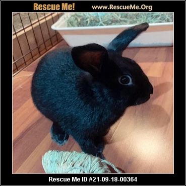 - Florida Rabbit Rescue - ADOPTIONS - Rescue Me!