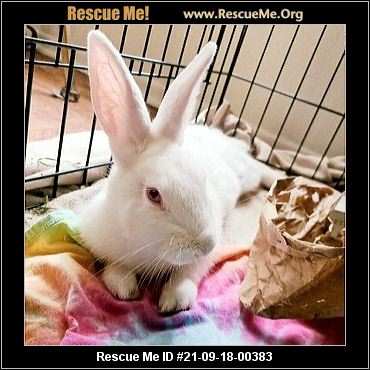 - Florida Rabbit Rescue - ADOPTIONS - Rescue Me!