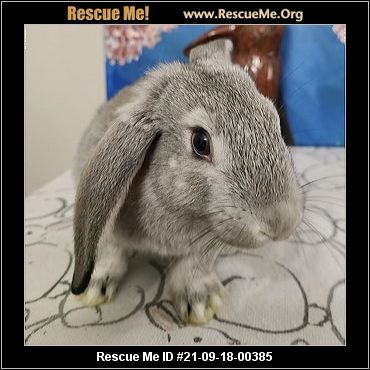 - Florida Rabbit Rescue - ADOPTIONS - Rescue Me!