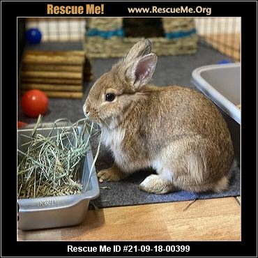- Florida Rabbit Rescue - ADOPTIONS - Rescue Me!