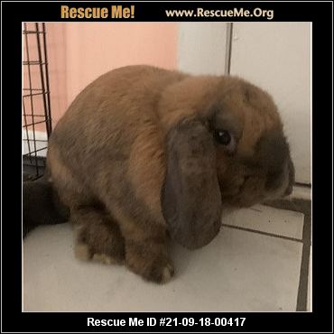 - Florida Rabbit Rescue - ADOPTIONS - Rescue Me!