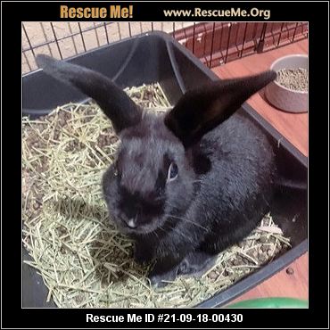- Florida Rabbit Rescue - ADOPTIONS - Rescue Me!