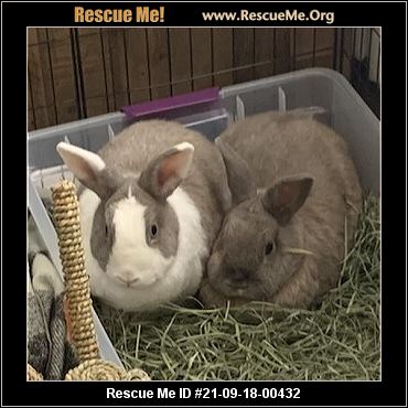- Florida Rabbit Rescue - ADOPTIONS - Rescue Me!