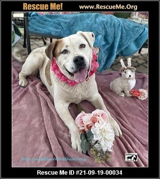 - California American Bulldog Rescue - ADOPTIONS - Rescue Me!