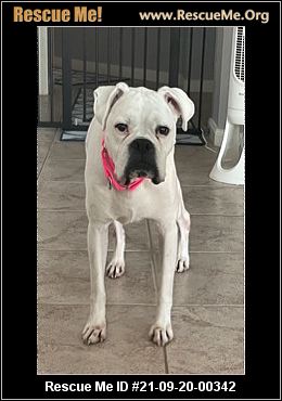 - Florida Boxer Rescue - ADOPTIONS - Rescue Me!