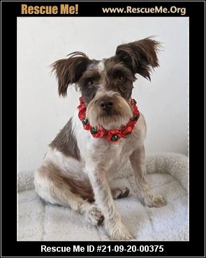 - California Schnauzer Rescue - ADOPTIONS - Rescue Me!
