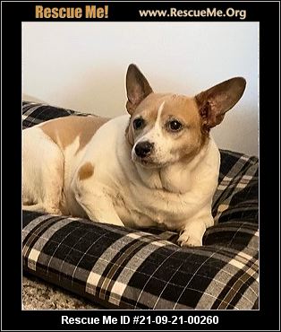 - Georgia Corgi Rescue - ADOPTIONS - Rescue Me!