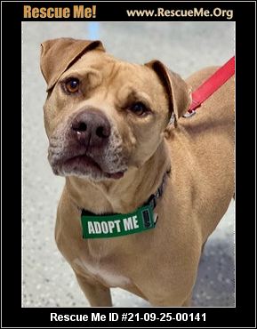 - Massachusetts Mutt Rescue - ADOPTIONS - Rescue Me!