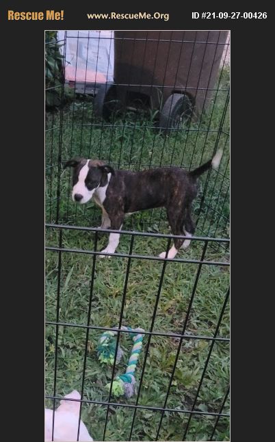 ADOPT 21092700426 ~ Pit Bull Rescue ~ Greensboro, NC