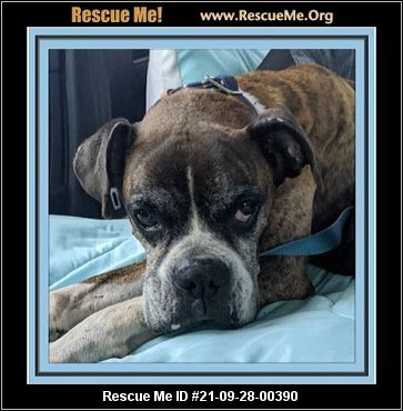 - Florida Boxer Rescue - ADOPTIONS - Rescue Me!