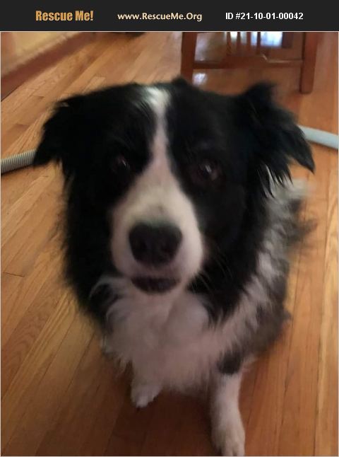 ADOPT 21100100042 ~ Border Collie Rescue ~ Jackson, MI