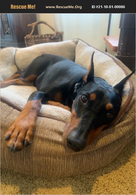 ADOPT 21100100086 ~ German Pinscher Rescue ~ Newbury Park, CA