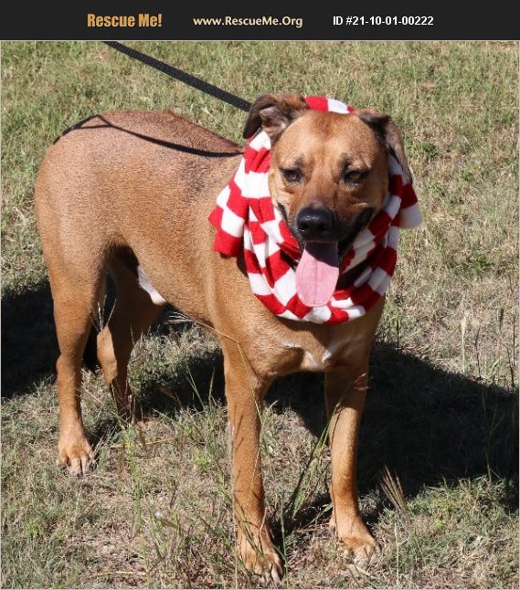 ADOPT 21100100222 ~ Rhodesian Ridgeback Rescue ~ Pipe Creek, TX