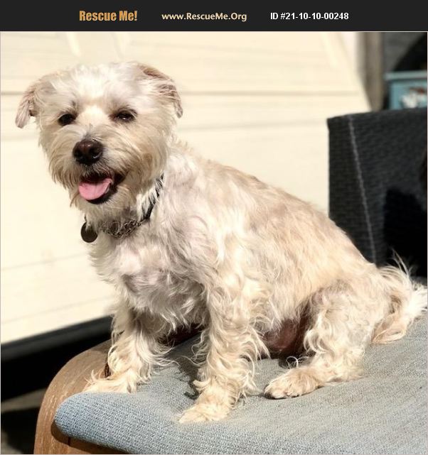 ADOPT 21101000248 ~ Norfolk Terrier Rescue ~ Los Angeles, CA