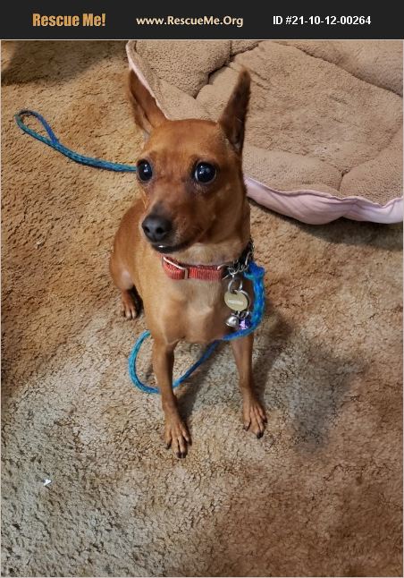 ADOPT 21101200264 ~ Miniature Pinscher Rescue ~ Oceanside, CA