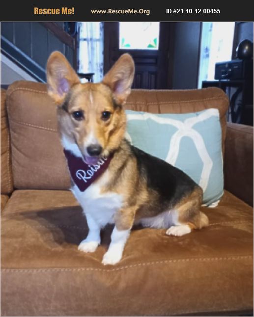 ADOPT 21101200455 ~ Corgi Rescue ~ New Braunfels, TX