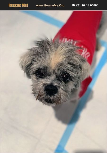 ADOPT 21101500003 ~ Lhasa Apso Rescue ~ Los Angeles, CA