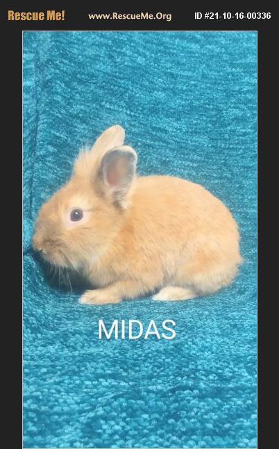 ADOPT 21101600336 ~ Rabbit Rescue ~ Lake Elsinore, CA