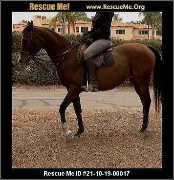 - California Horse Rescue - ADOPTIONS - Rescue Me!