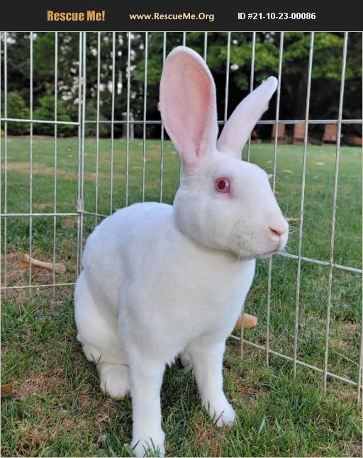ADOPT 21102300086 ~ Rabbit Rescue ~ Seaside, OR