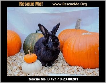 - Tennessee Rabbit Rescue - ADOPTIONS - Rescue Me!