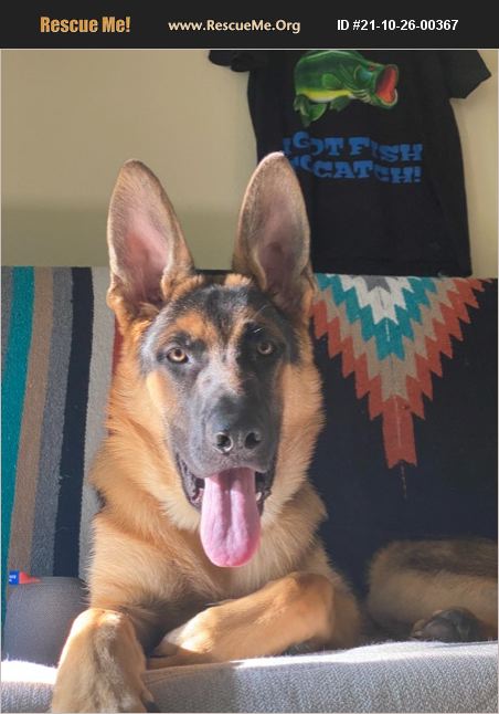 ADOPT 21102600367 ~ German Shepherd Rescue ~ Eugene, OR
