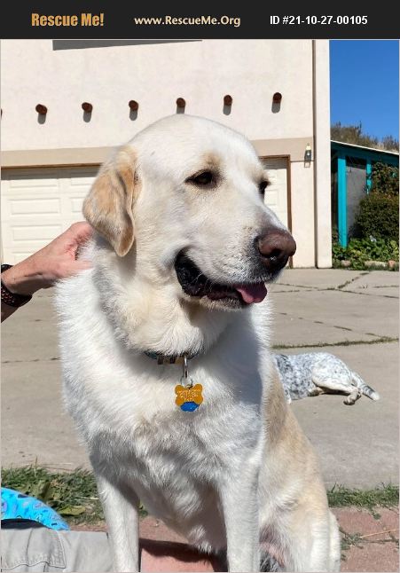 ADOPT 21102700105 ~ Great Pyrenees Rescue ~ Colorado springs, CO