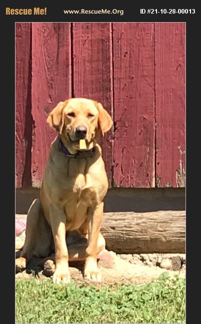ADOPT 21102800013 ~ Lab Rescue ~ Harrison, OH
