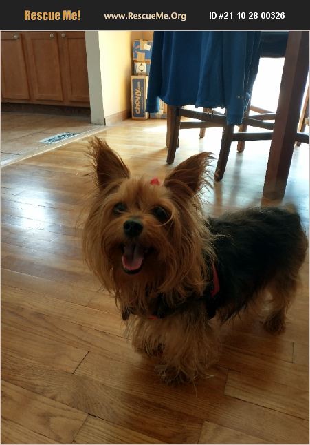 ADOPT 21102800326 ~ Yorkie Rescue ~ kentwood, MI