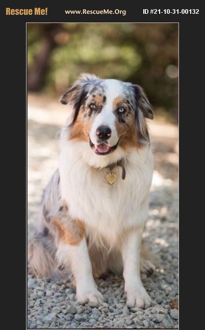 ADOPT 21103100132 ~ Australian Shepherd Rescue ~ Redwood City, CA