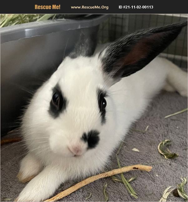 ADOPT 21110200113 ~ Rabbit Rescue ~ Sacramento, CA