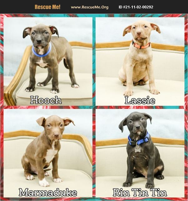 ADOPT 21110200292 ~ Boxer Rescue ~ Plainfield, CT