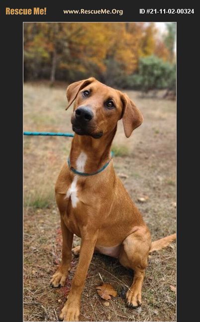 ADOPT 21110200324 ~ Doberman Pinscher Rescue ~ Grants Pass, OR