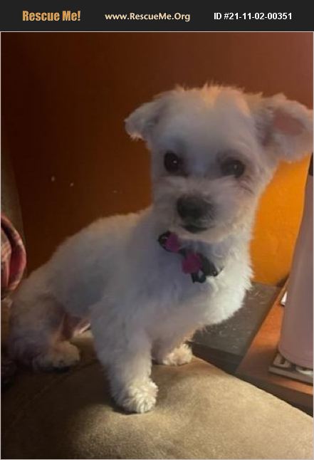 ADOPT 21110200351 ~ Maltese Rescue ~ Tipton, IN