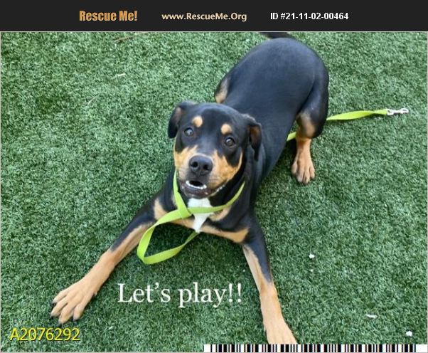 ADOPT 21110200464 ~ German Pinscher Rescue ~ Fort Myers Beach, FL