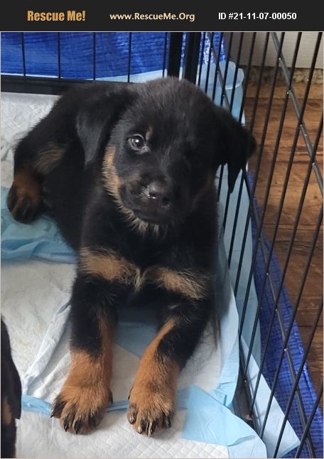 ADOPT 21110700050 ~ Rottweiler Rescue ~ San Antonio, TX