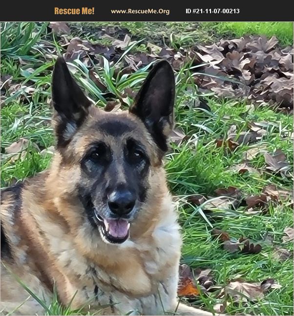 ADOPT 21110700213 ~ German Shepherd Rescue ~ Eugene, OR