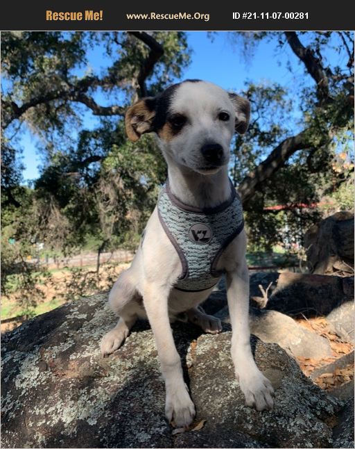 ADOPT 21110700281 ~ Jack Russell Rescue ~ Temecula, CA