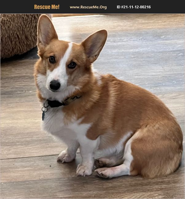ADOPT 21111200216 ~ Corgi Rescue ~ waynesboro, VA