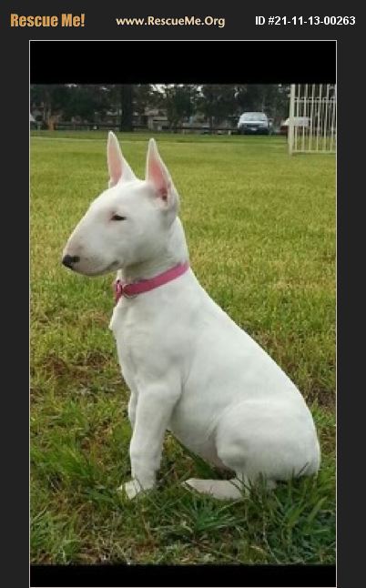 ADOPT 21111300263 ~ Miniature Bull Terrier Rescue ~ Phoenix, AZ