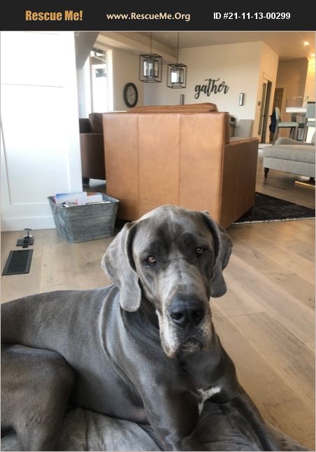 ADOPT 21111300299 ~ Great Dane Rescue ~ Eugene, OR